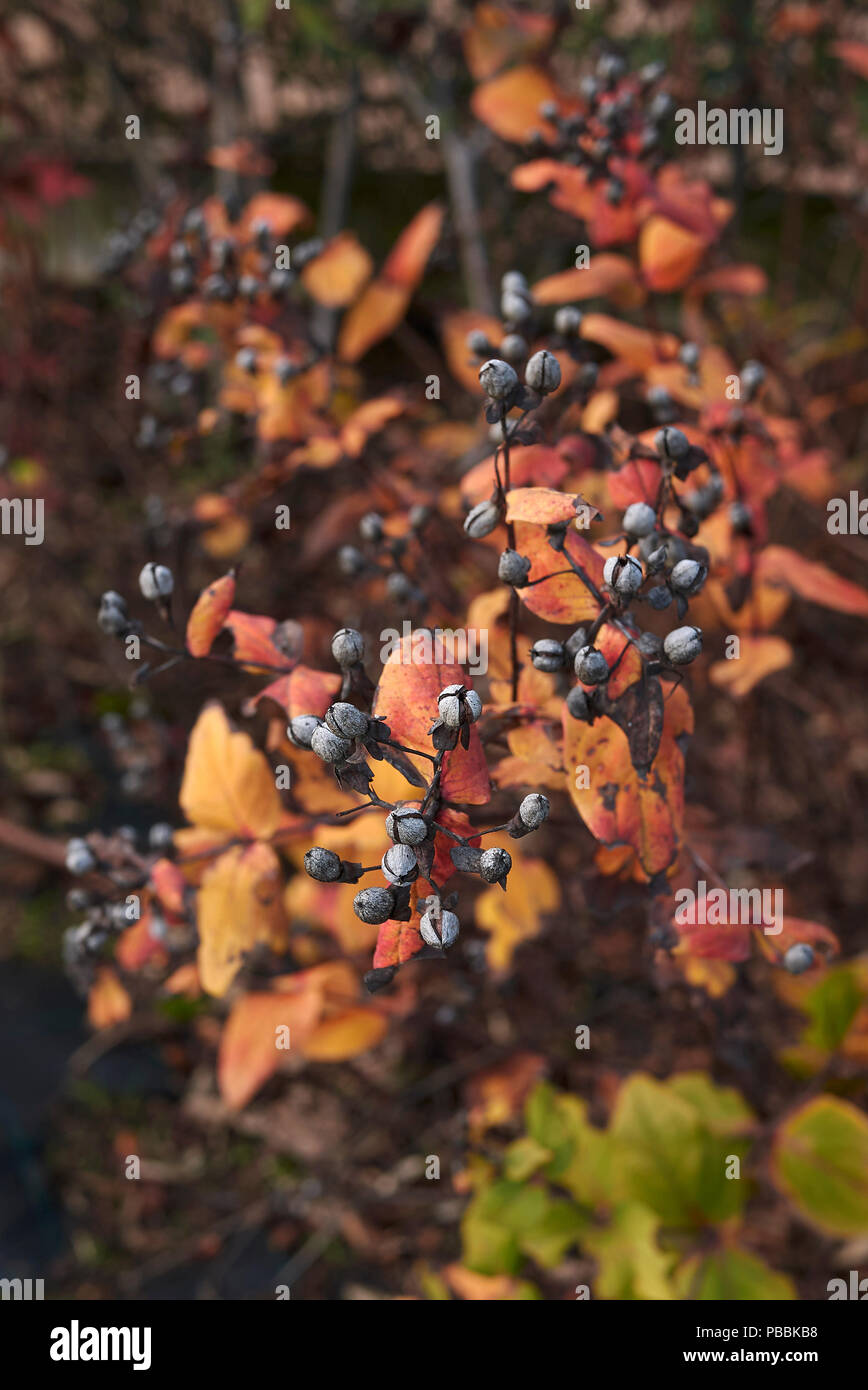 Hypericum patulum fruit Stock Photo - Alamy