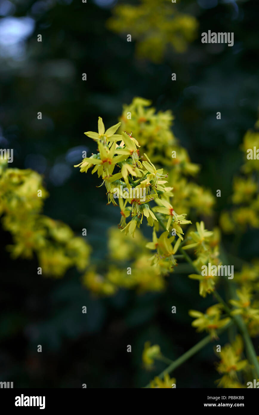 Goldenrain trees koelreuteria paniculata hi-res stock photography and ...
