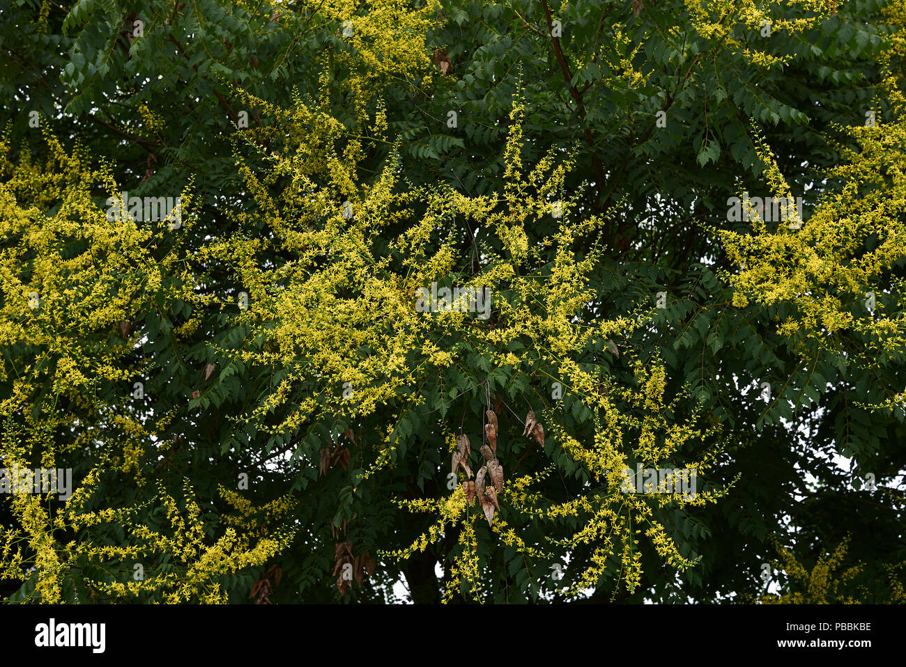 Goldenrain trees koelreuteria paniculata hi-res stock photography and images - Alamy