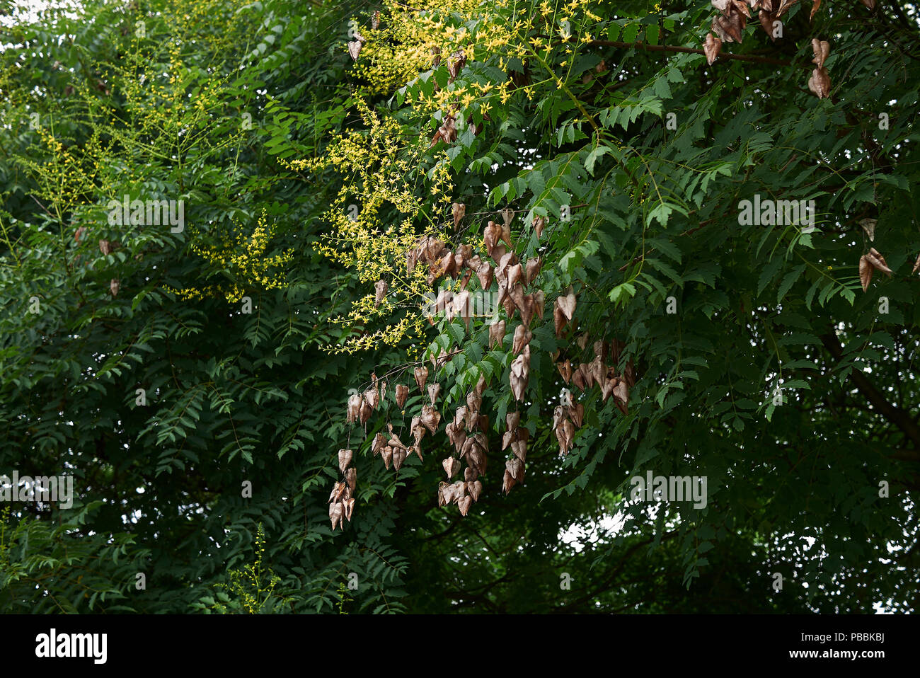 Goldenrain trees koelreuteria paniculata hi-res stock photography and images - Alamy