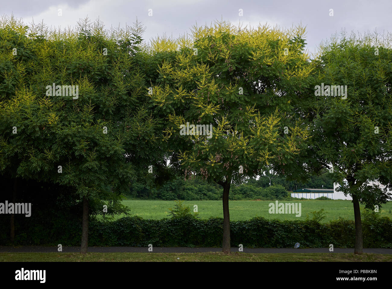 Goldenrain trees koelreuteria paniculata hi-res stock photography and ...