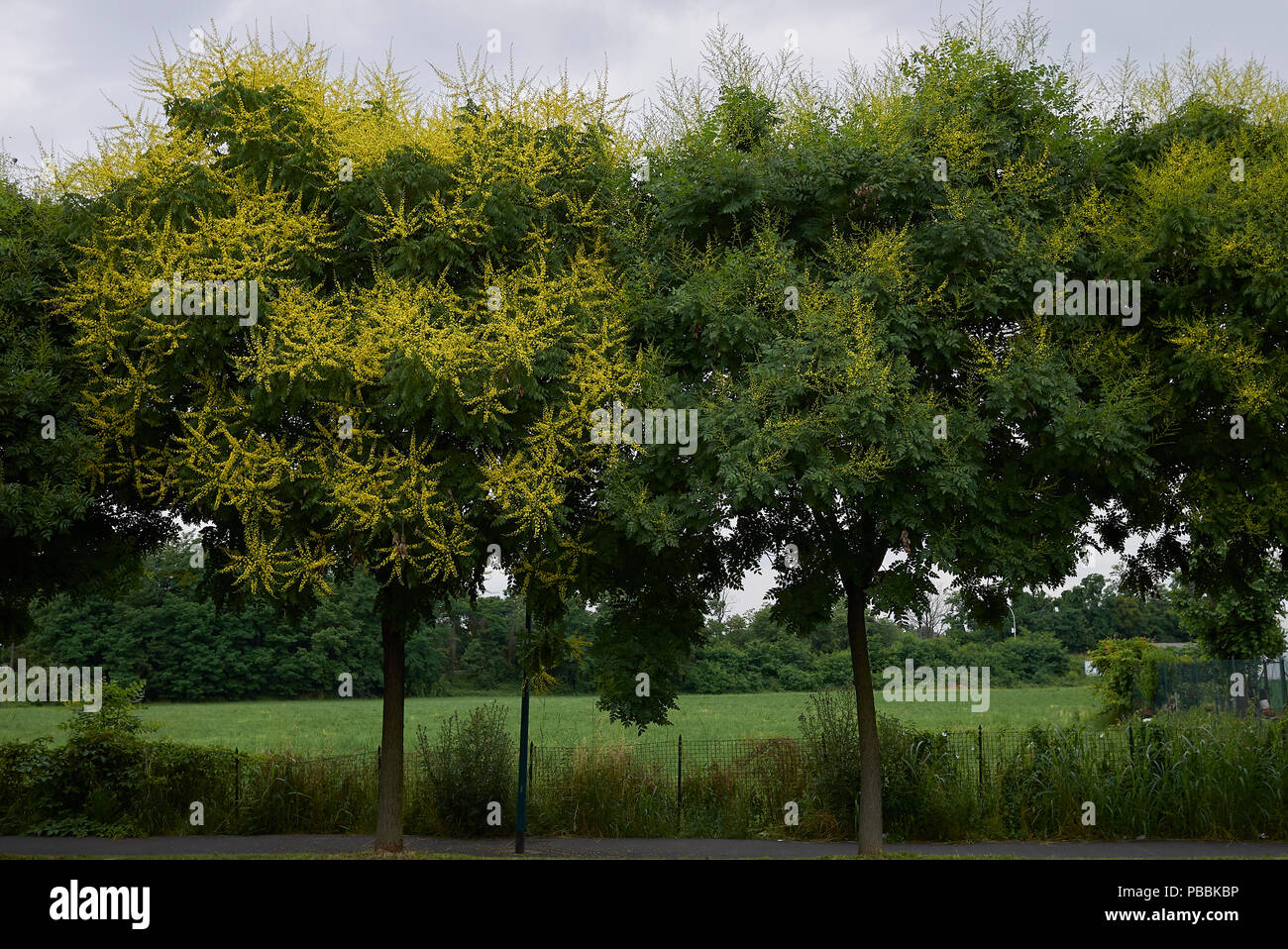 Goldenrain trees koelreuteria paniculata hi-res stock photography and ...