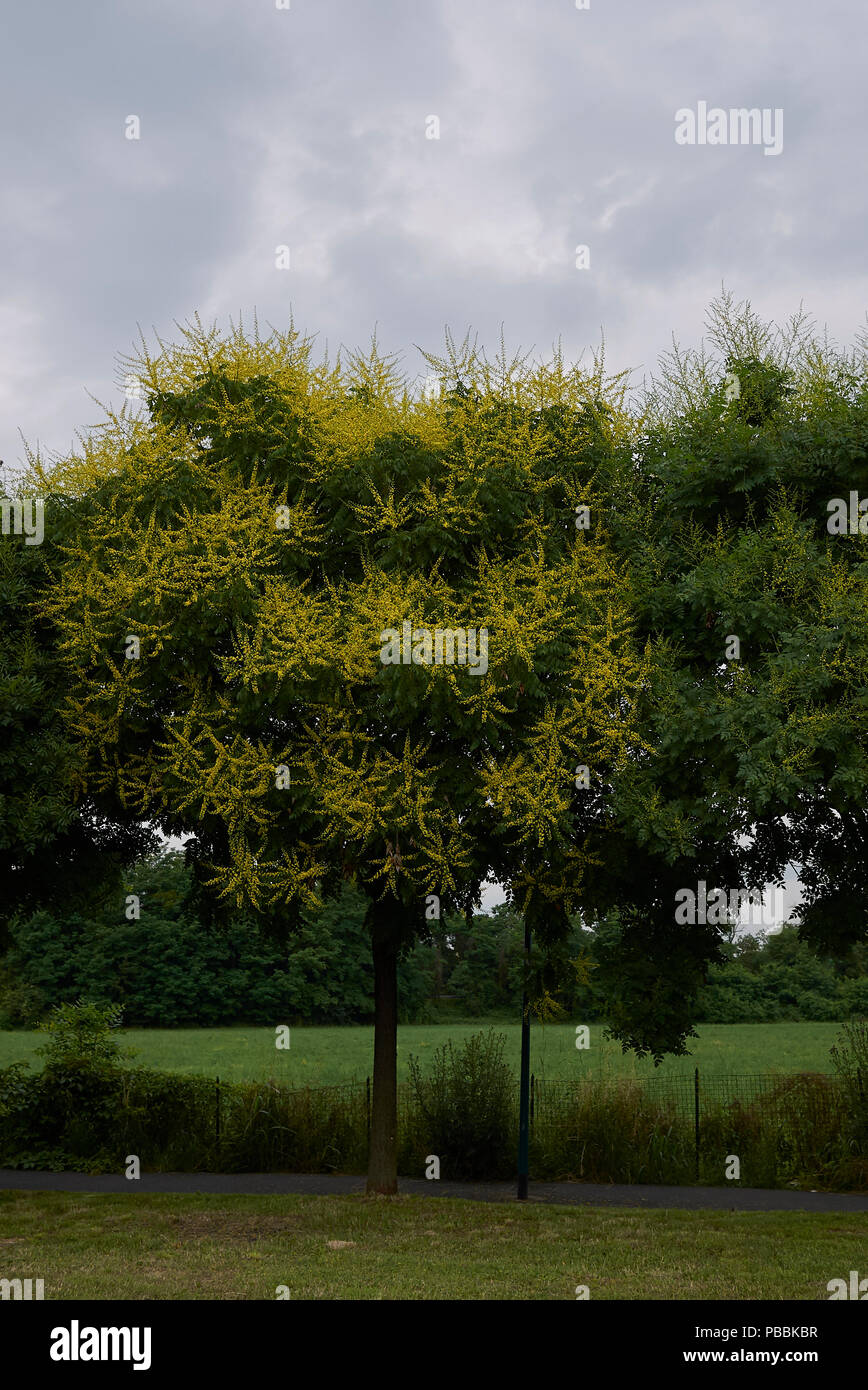 Goldenrain trees koelreuteria paniculata hi-res stock photography and ...