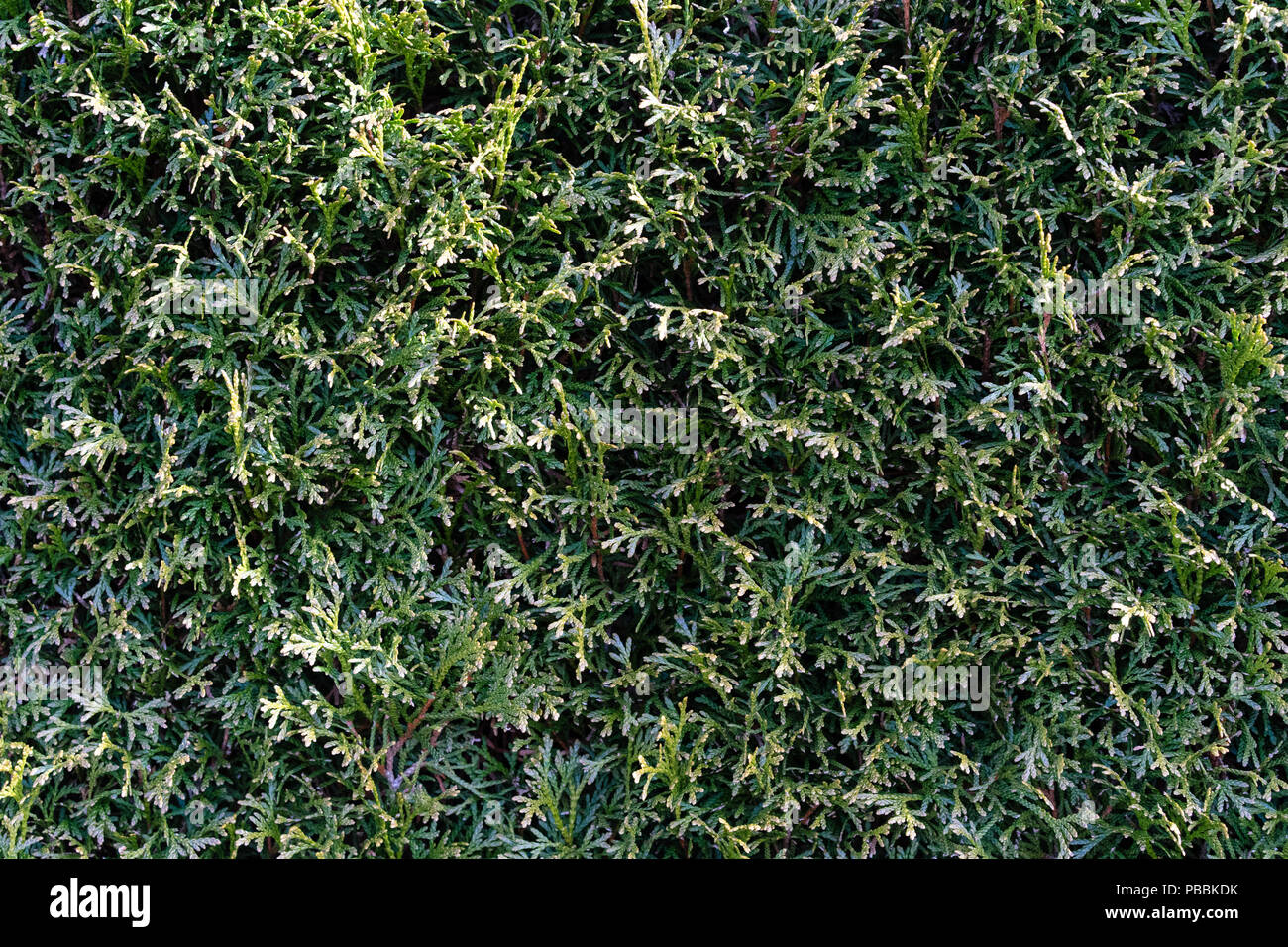 Full frame hedge texture hi-res stock photography and images - Alamy