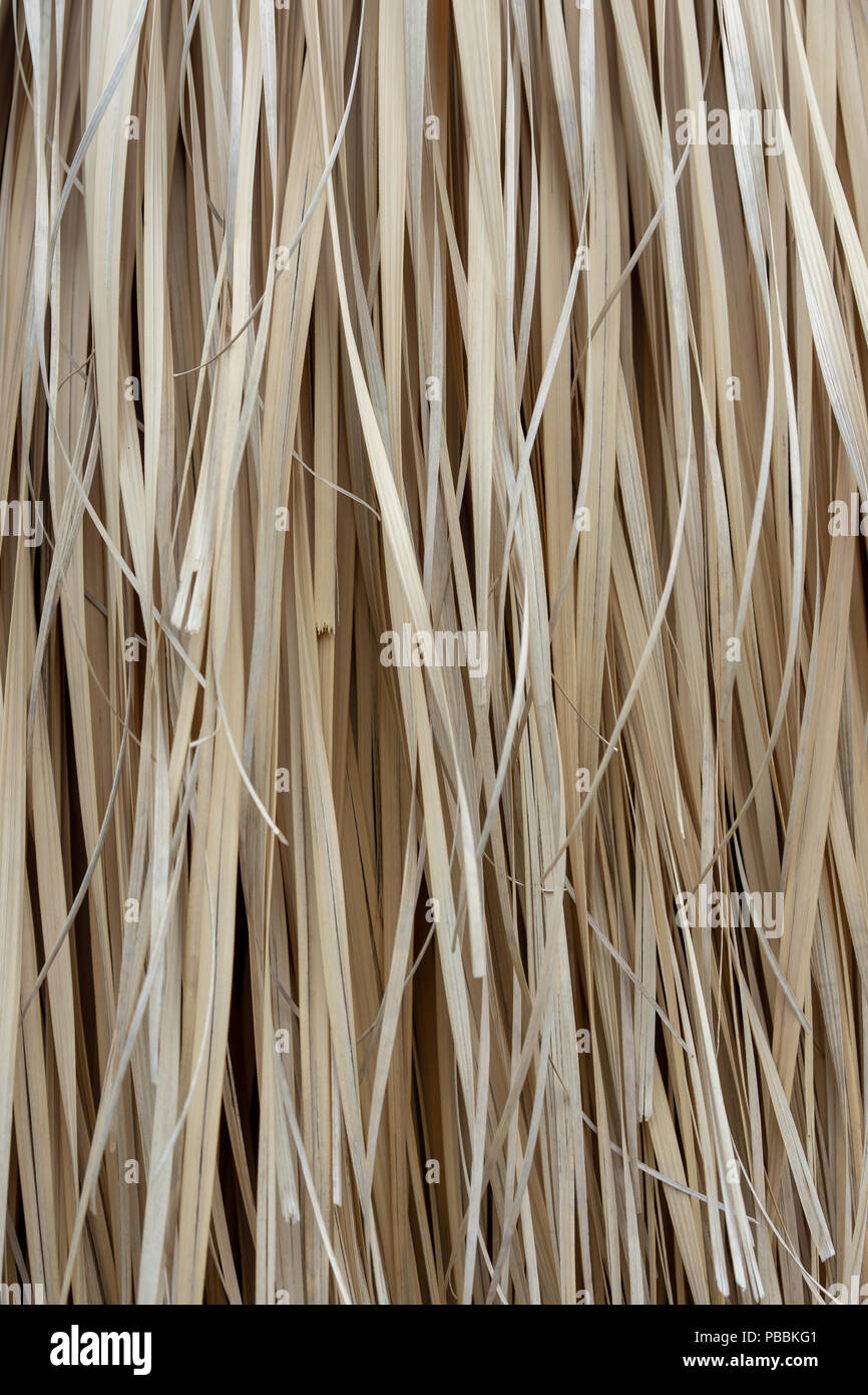 vibrant design pattern of grass tree plant from mexico Stock Photo - Alamy