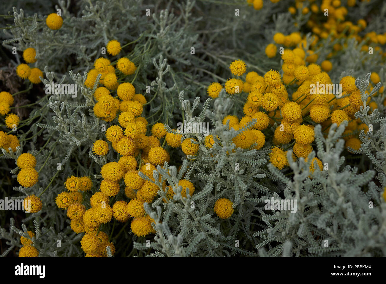 Santolina silver hi-res stock photography and images - Alamy