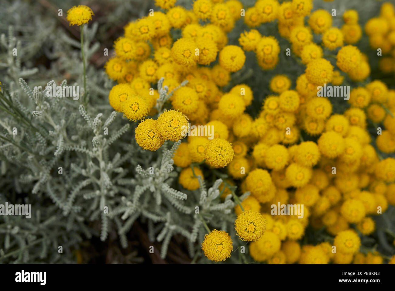 Santolina Shrub High Resolution Stock Photography and Images - Alamy
