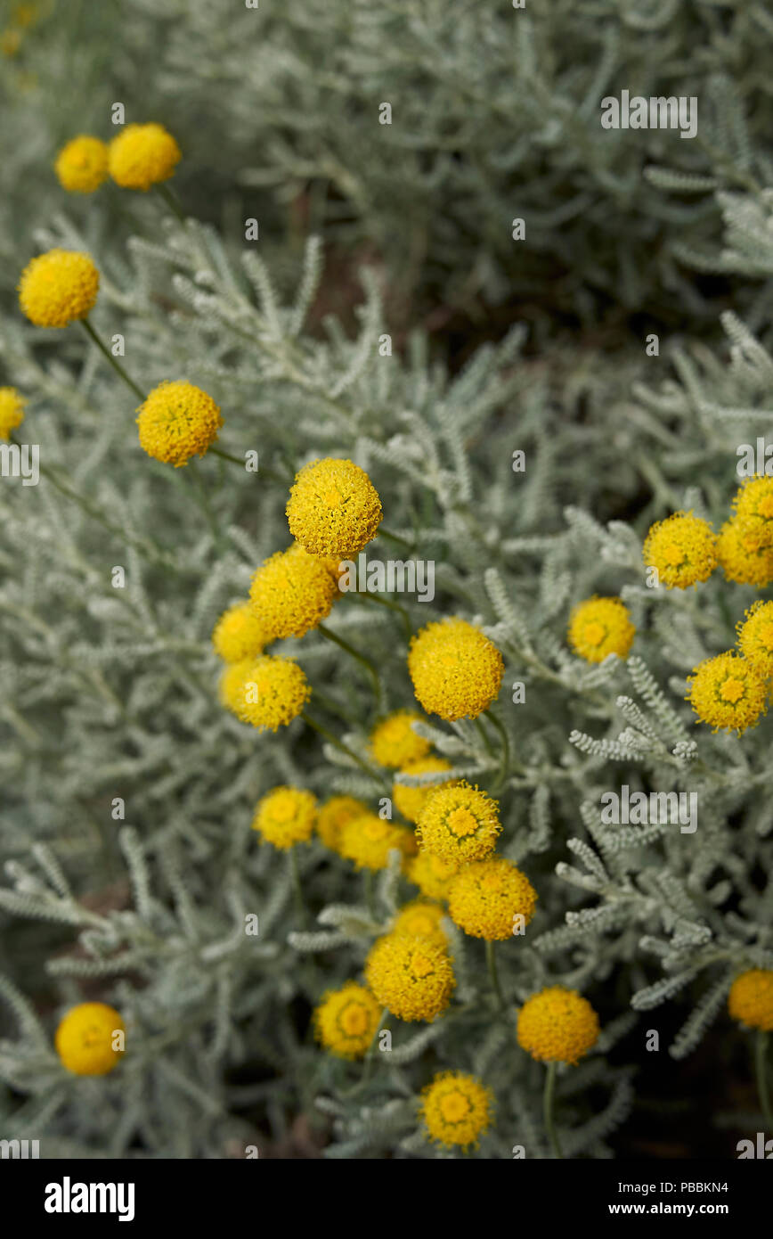 Santolina Shrub High Resolution Stock Photography and Images - Alamy
