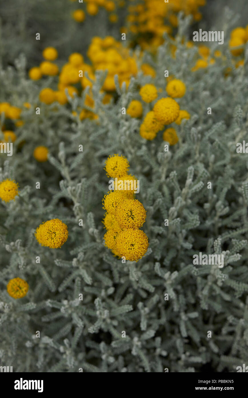 Santolina Shrub High Resolution Stock Photography and Images - Alamy