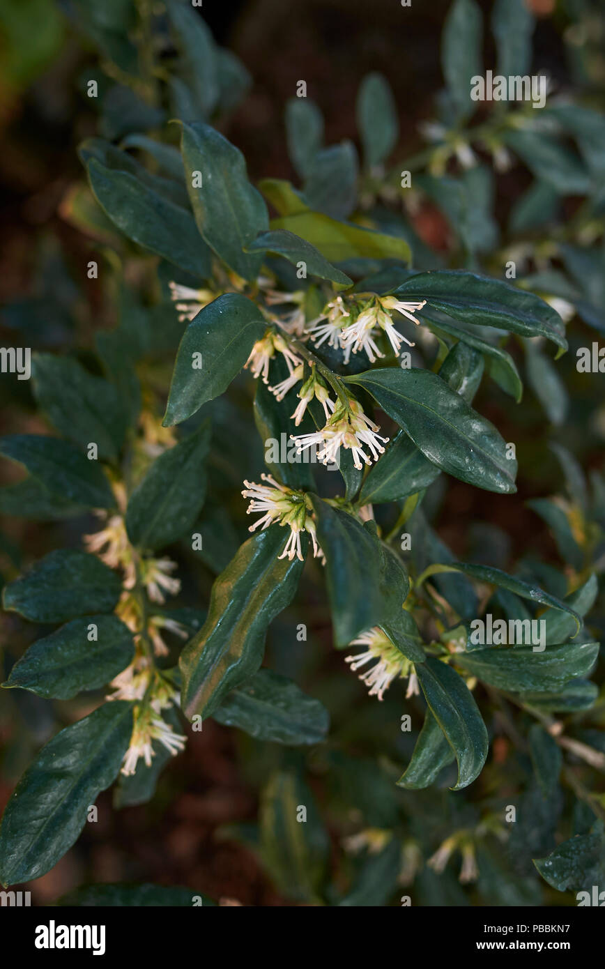 Sarcococca humilis flowers hi-res stock photography and images - Alamy