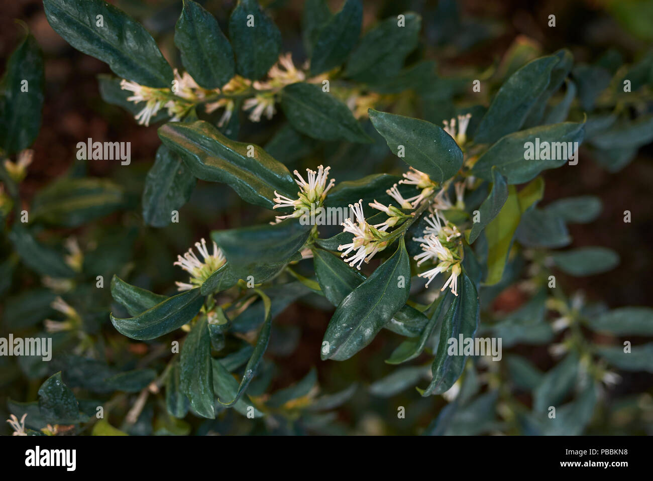 Sarcococca humilis flowers hi-res stock photography and images - Alamy