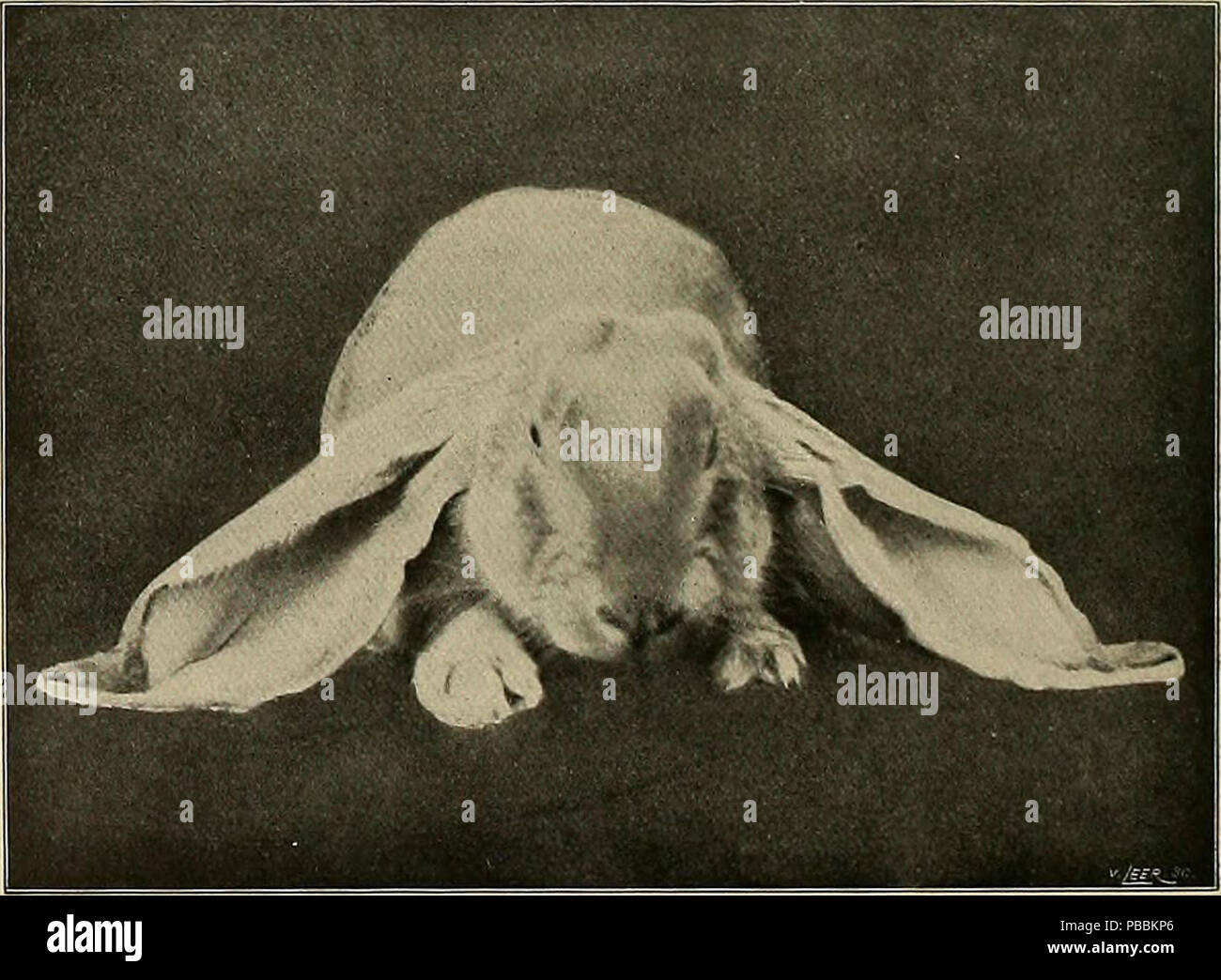 French rabbit hi-res stock photography and images - Alamy