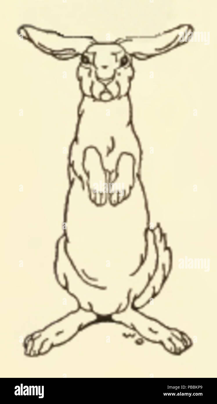 Rabbit Drawing High Resolution Stock Photography and Images - Alamy