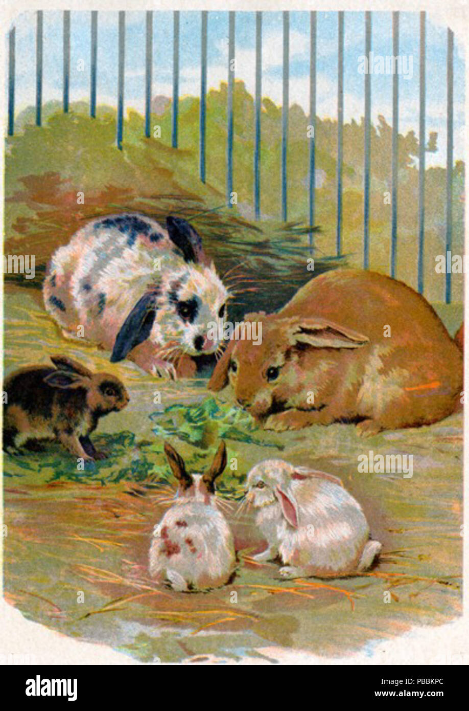 Research rabbit hi-res stock photography and images - Alamy