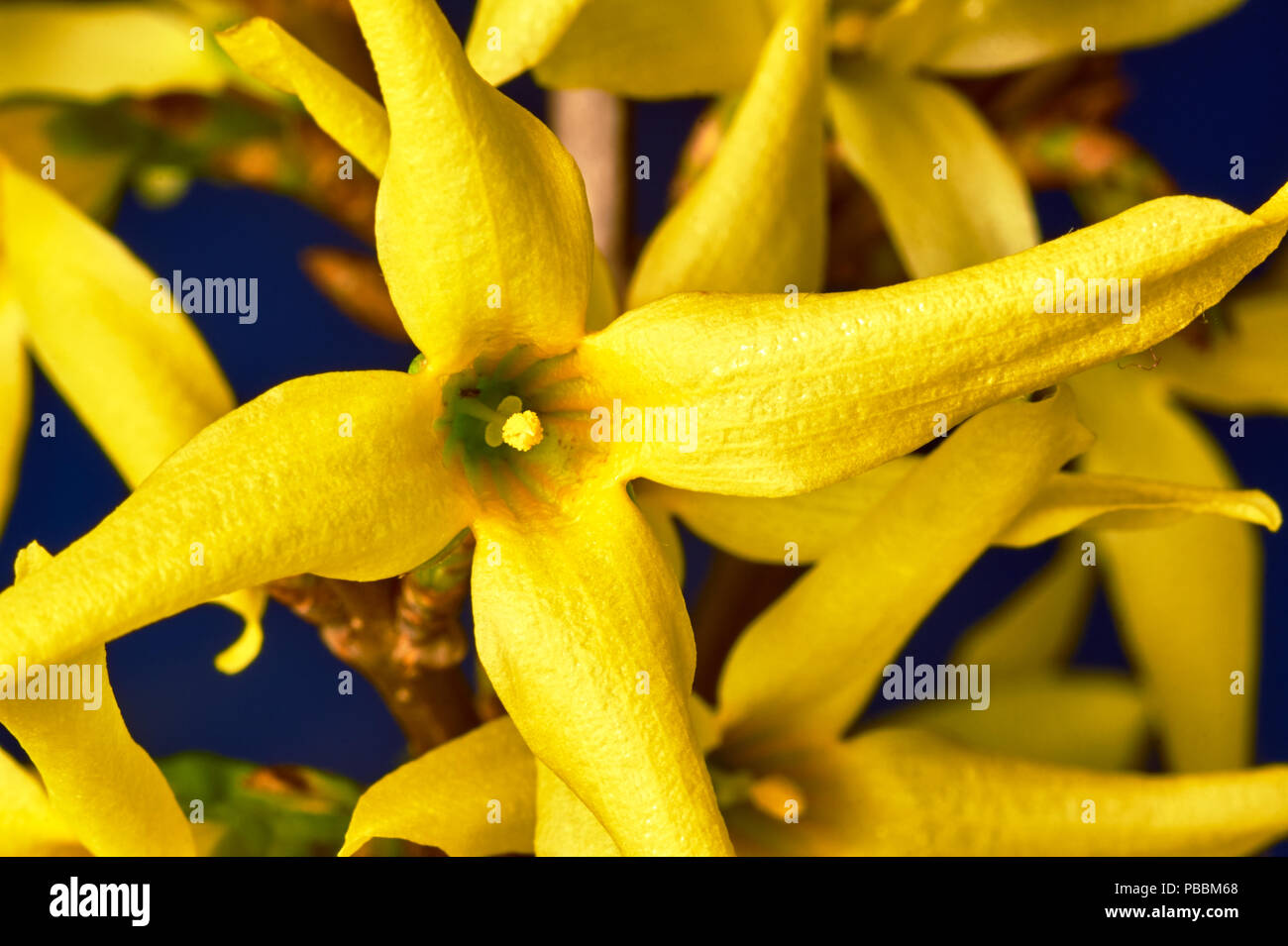 Forsythia - yellow flower in spring Stock Photo - Alamy