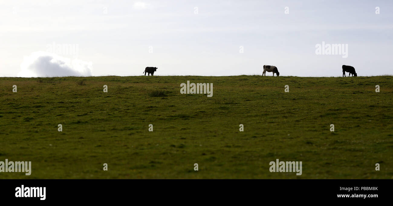 Pasture grass hi-res stock photography and images - Alamy