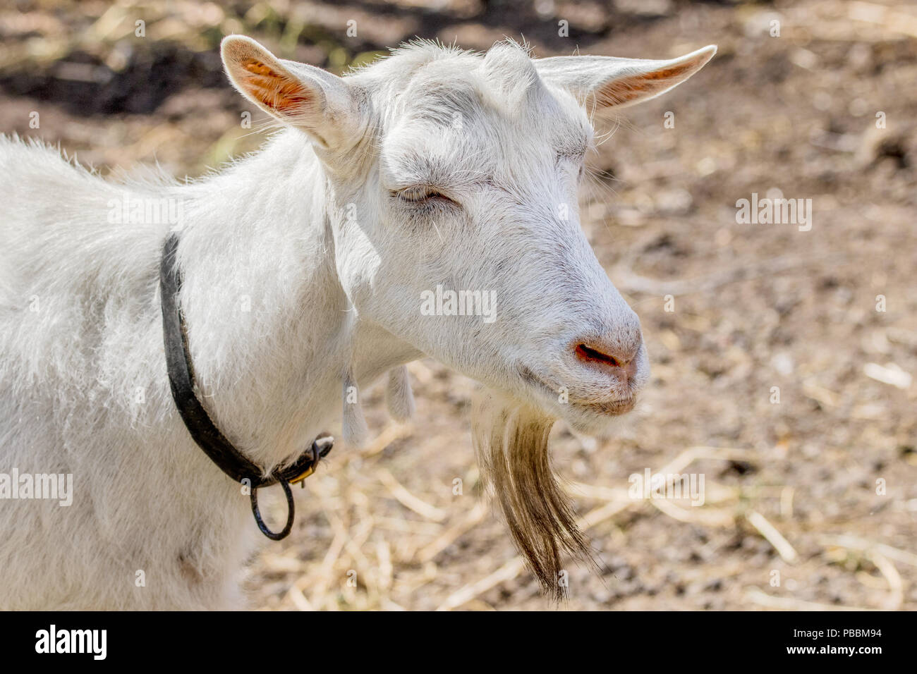 Eyes Without A Face High Resolution Stock Photography and Images - Alamy