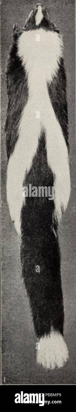 M mephitis hi-res stock photography and images - Alamy