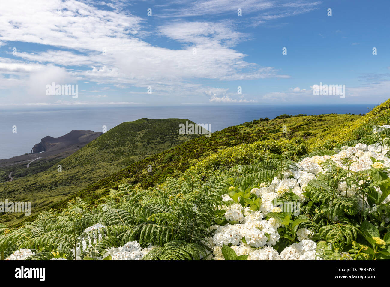 Vulcan Cabeco do Canto and White Hydrangea macrophylla and Ponta dos ...