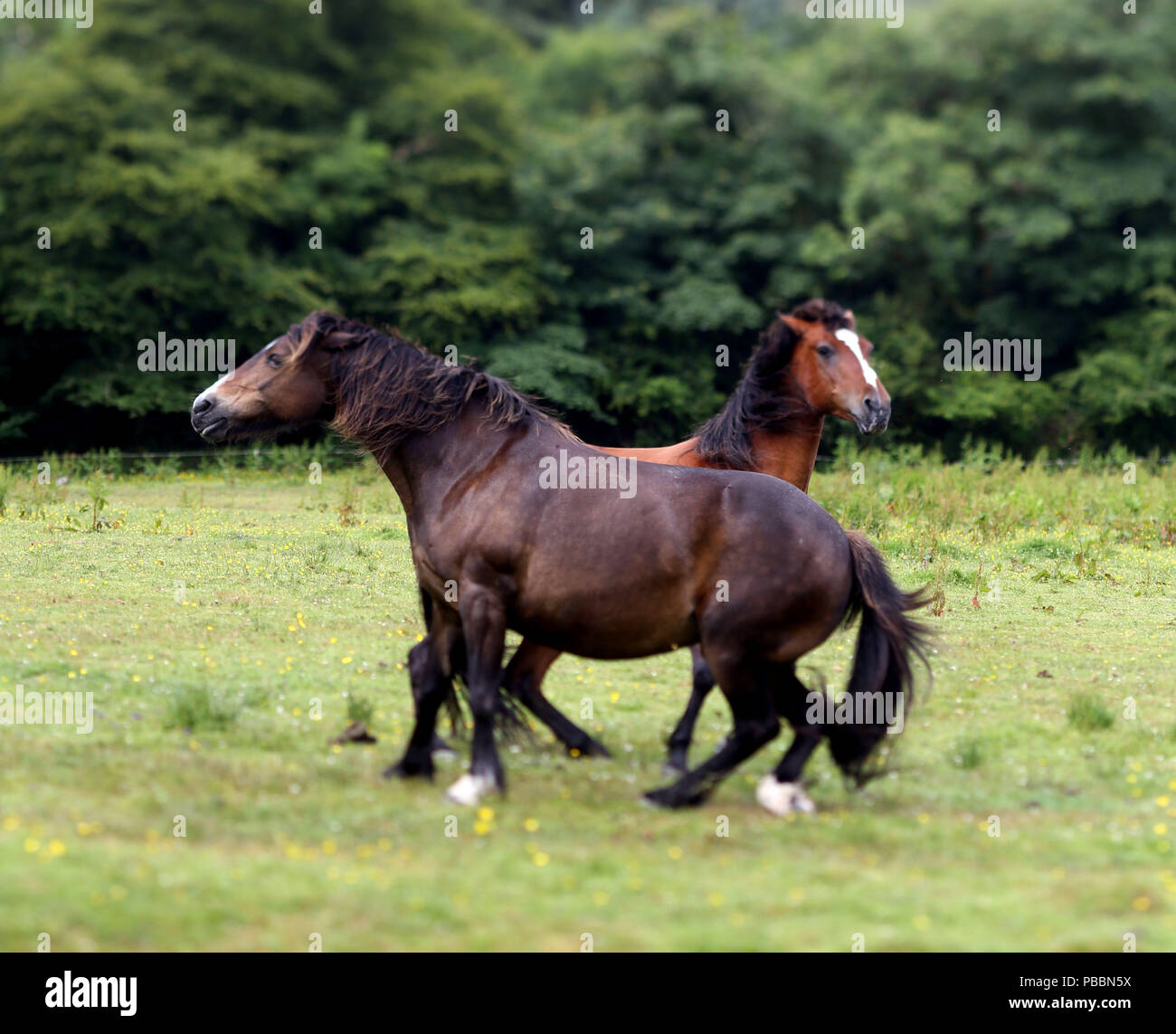 Two horses together hi-res stock photography and images - Alamy