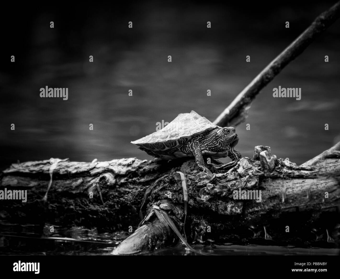 Cute turtle baby Black and White Stock Photos & Images - Alamy