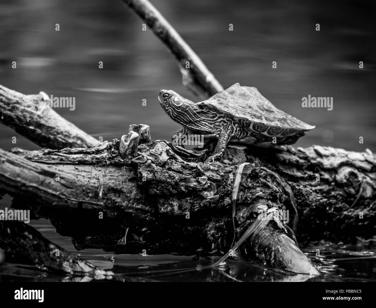 Cute turtle baby Black and White Stock Photos & Images - Alamy