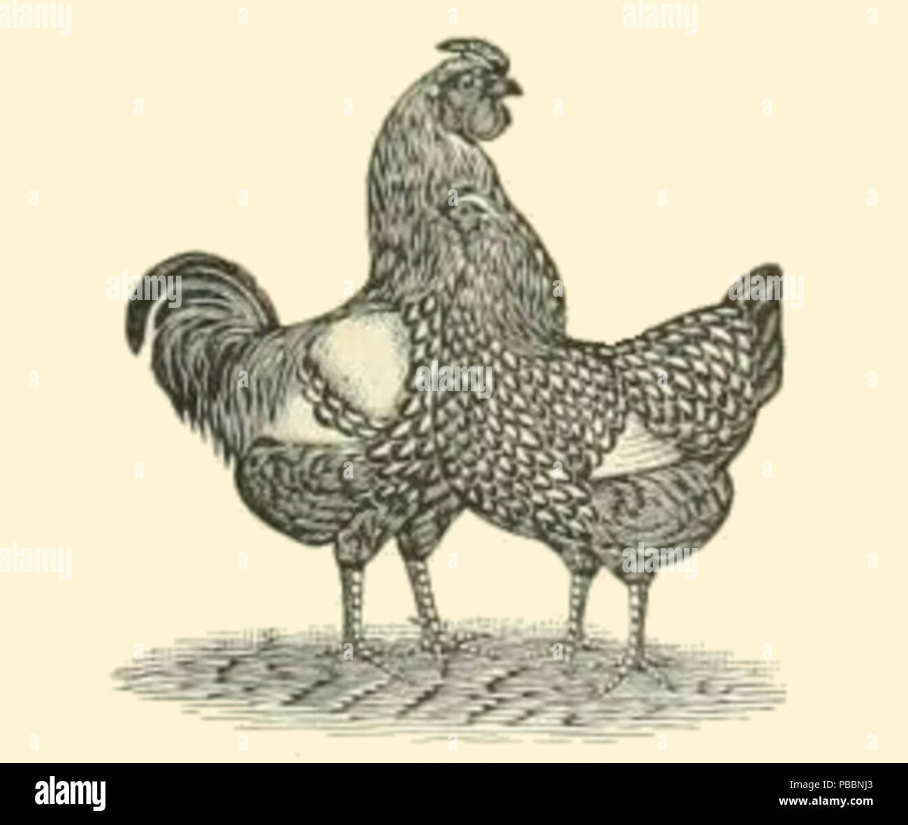 1270 Rooster and Hen Drawing Stock Photo - Alamy