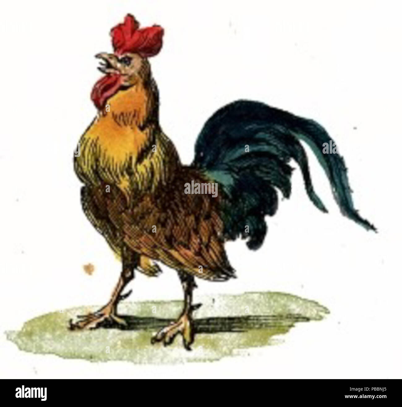 Rooster drawing hi-res stock photography and images - Alamy