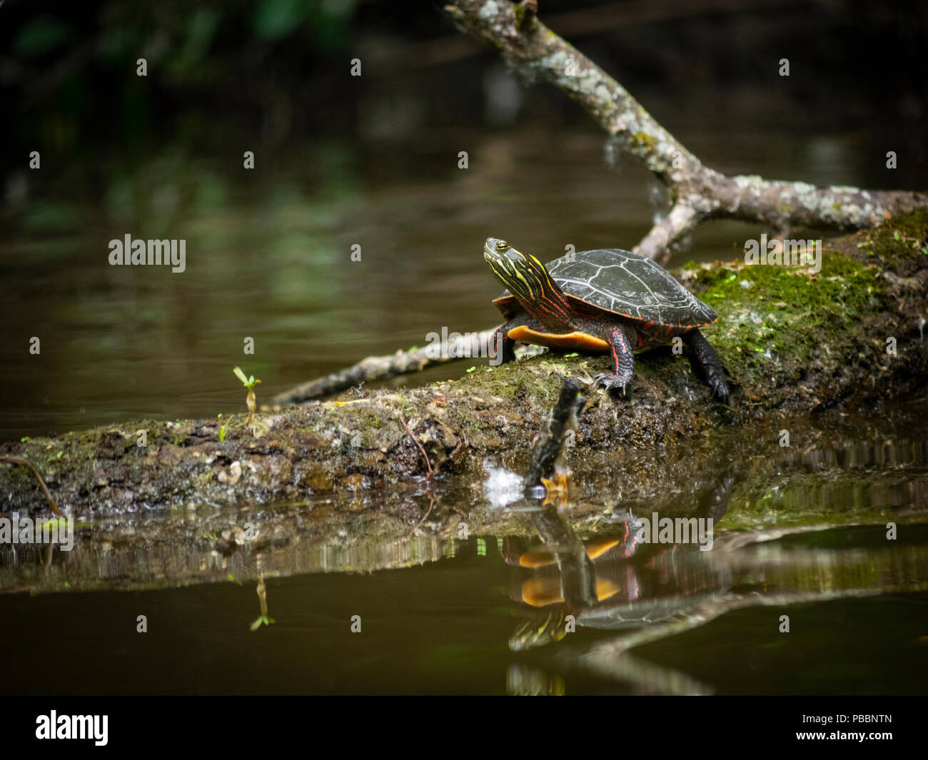 Painted turtle colour hi-res stock photography and images - Alamy