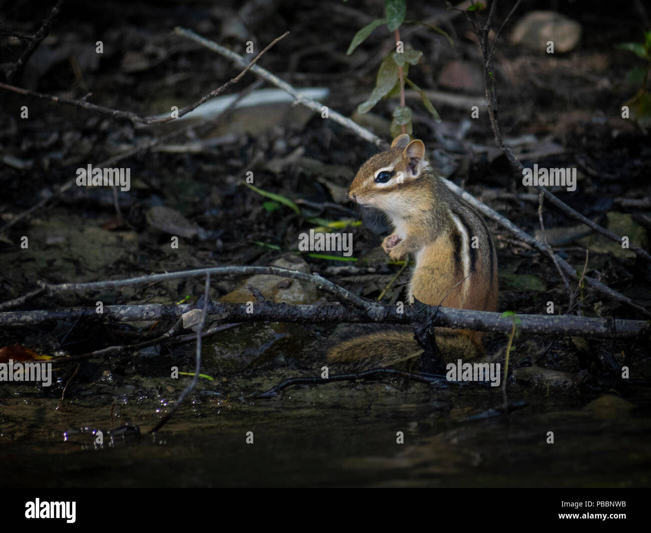 Cute little chipmunck Stock Photo - Alamy