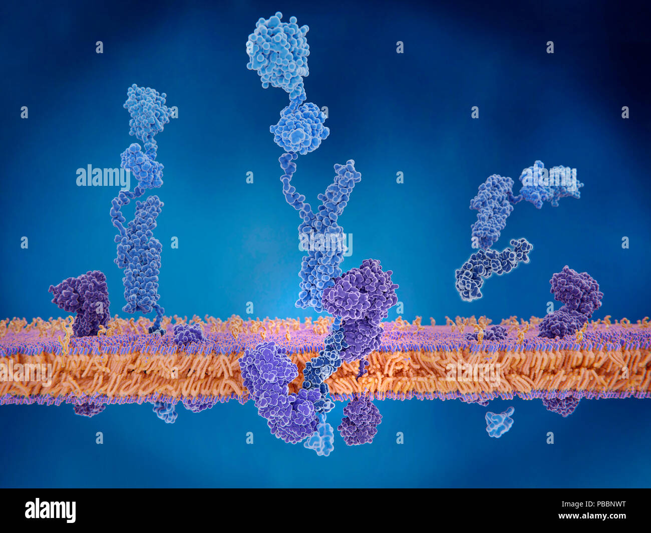 Beta amyloid hi-res stock photography and images - Alamy