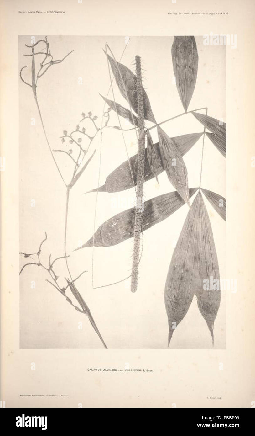 1272 Rotan lilin Stock Photo - Alamy