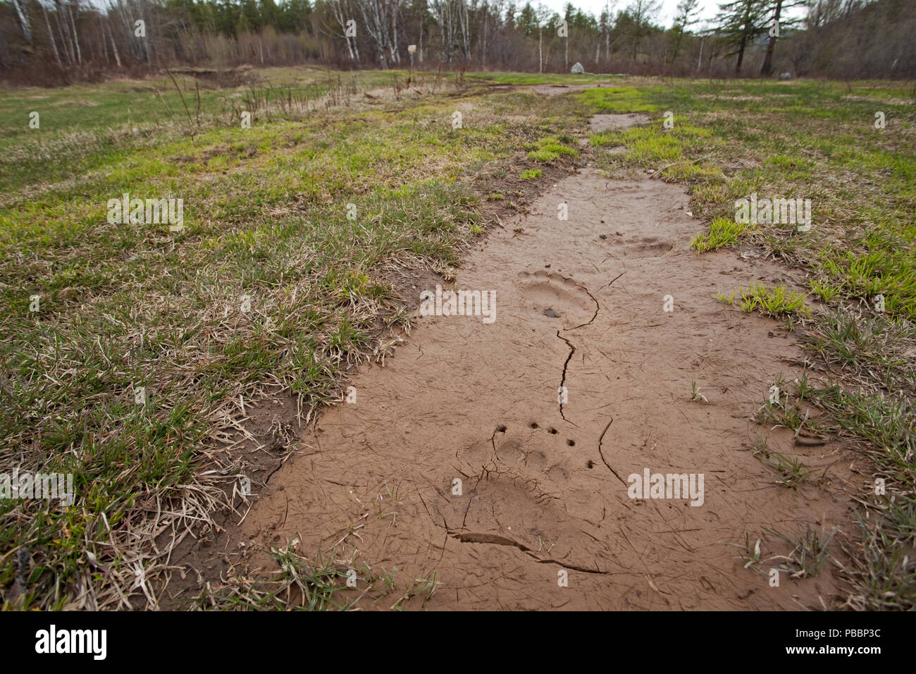 Kamchatka brown bear, ursus arctos beringianus Stock Photo - Alamy