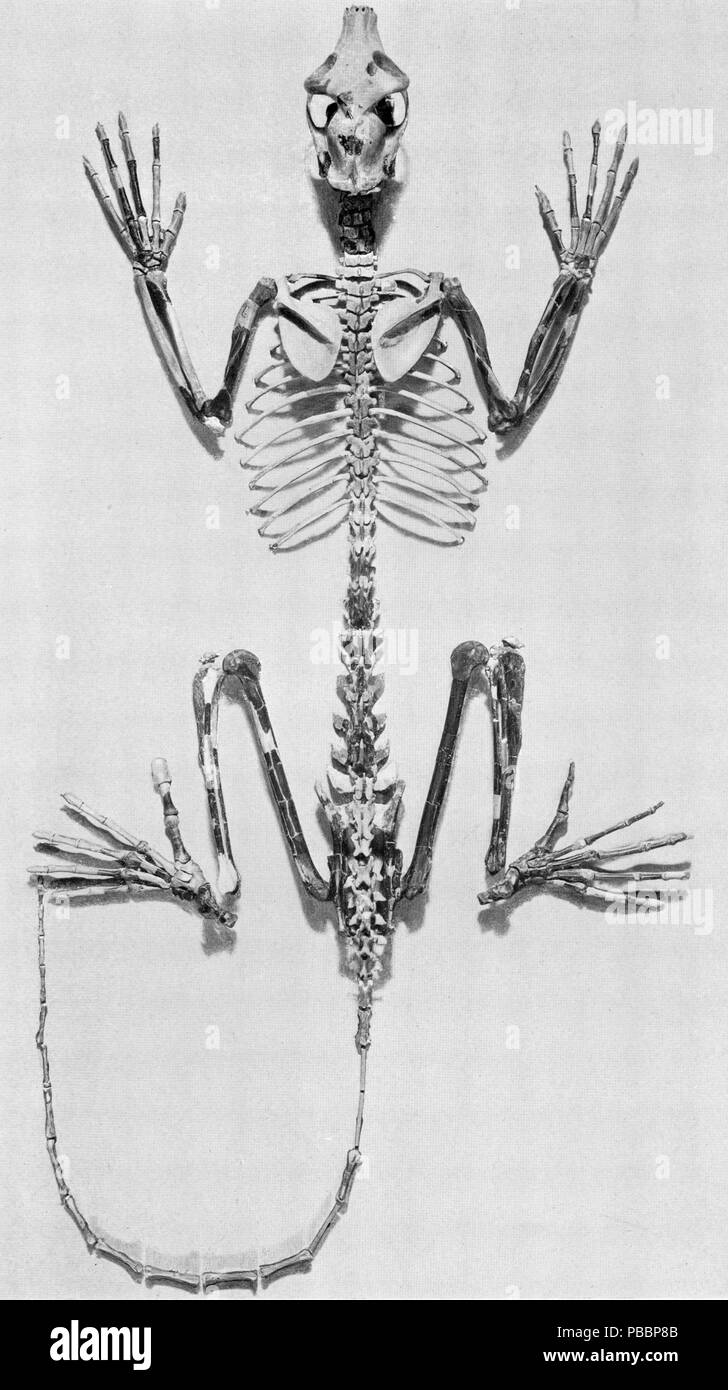 Notharctus hi-res stock photography and images - Alamy