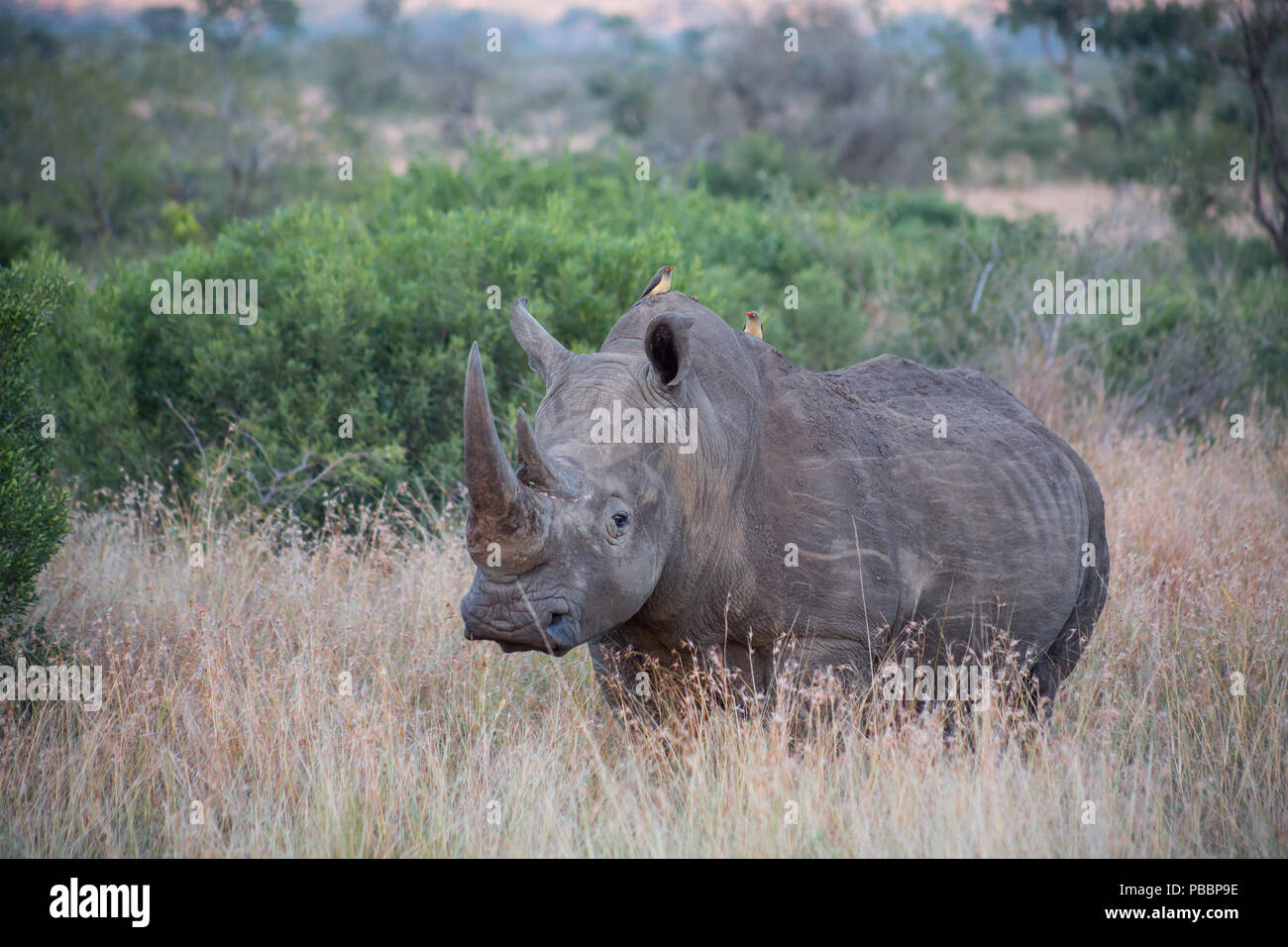 Rhino standing in the tall, dry grass with birds on his back Stock ...