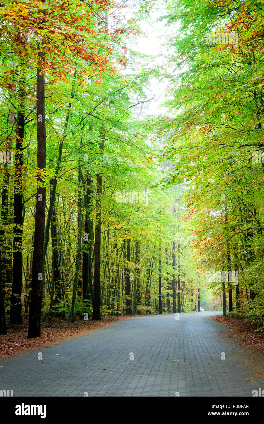Green and yellow path in the forest, Poland Stock Photo - Alamy