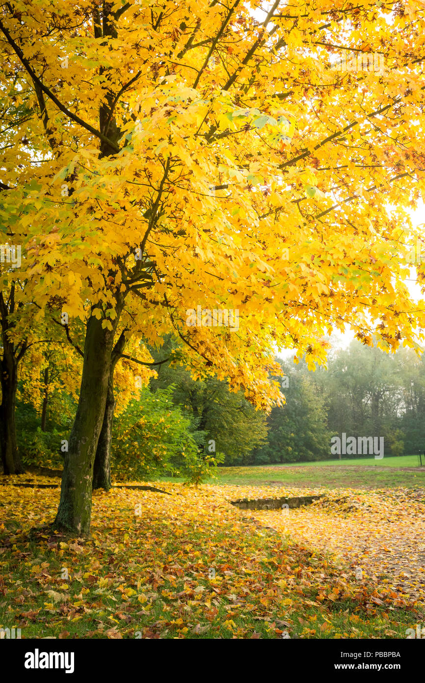 Yellow tree in forest in the autumn, Europe Stock Photo - Alamy