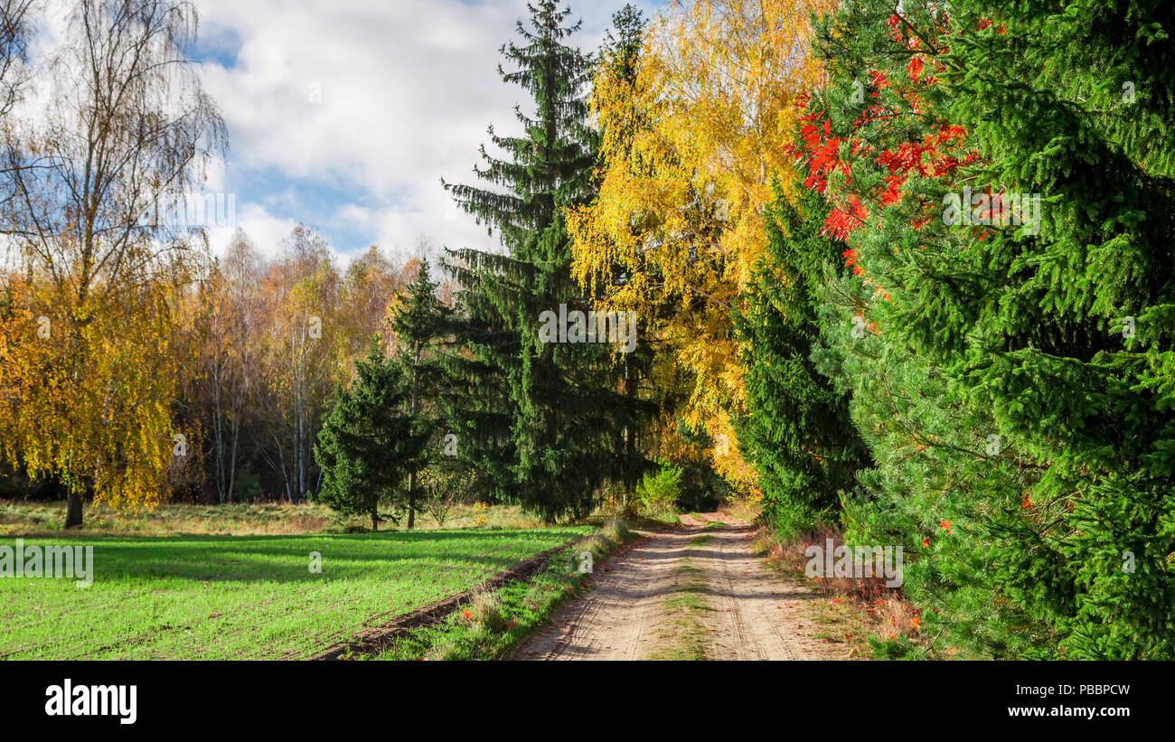 Path full od color in the forest, Europe Stock Photo - Alamy