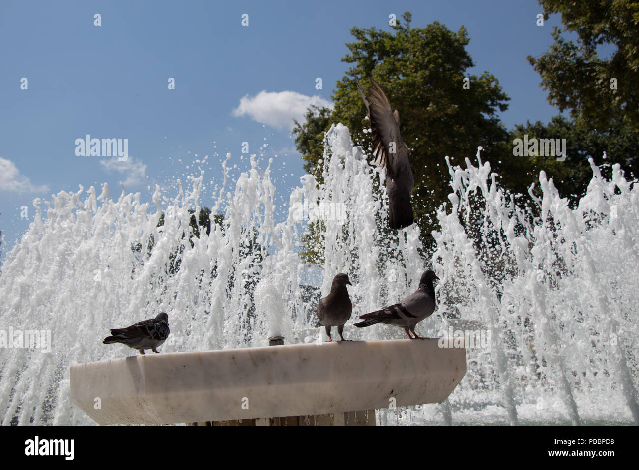 City pigeons by the side of water at a fountain Stock Photo - Alamy