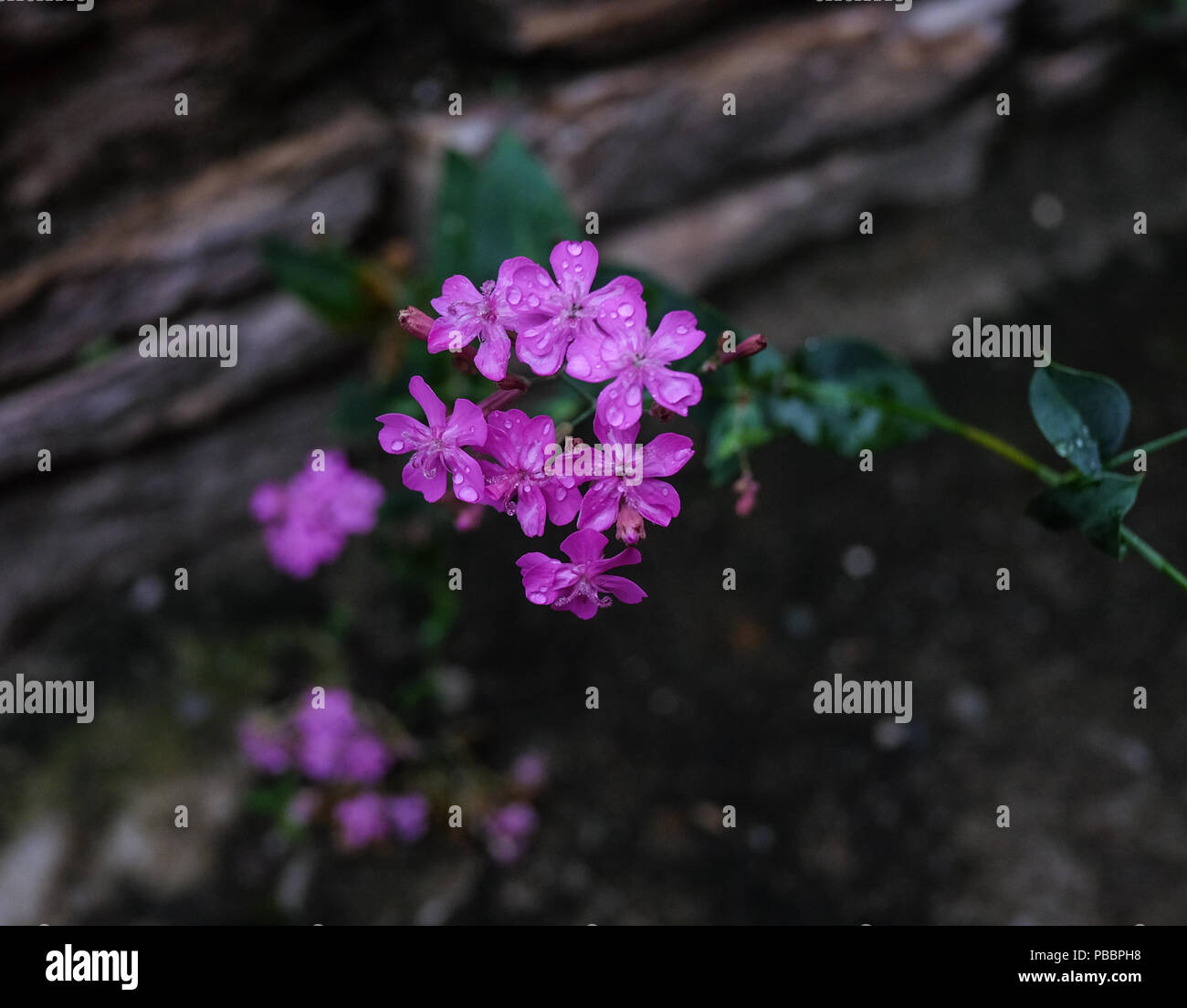 Spring flowers bhutan hi-res stock photography and images - Alamy