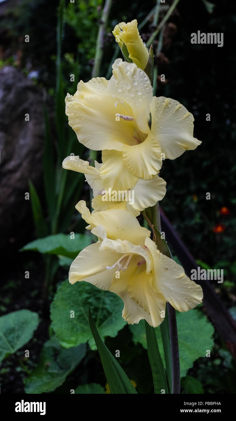 Spring flowers bhutan hi-res stock photography and images - Alamy