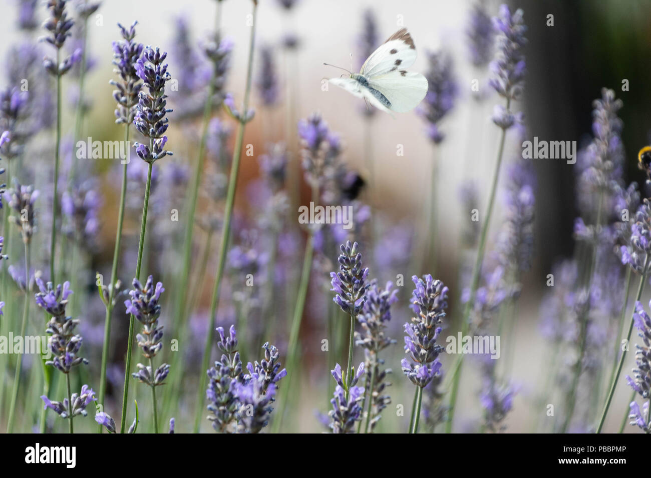 A butterfly lands on a lavender flower Stock Photo - Alamy