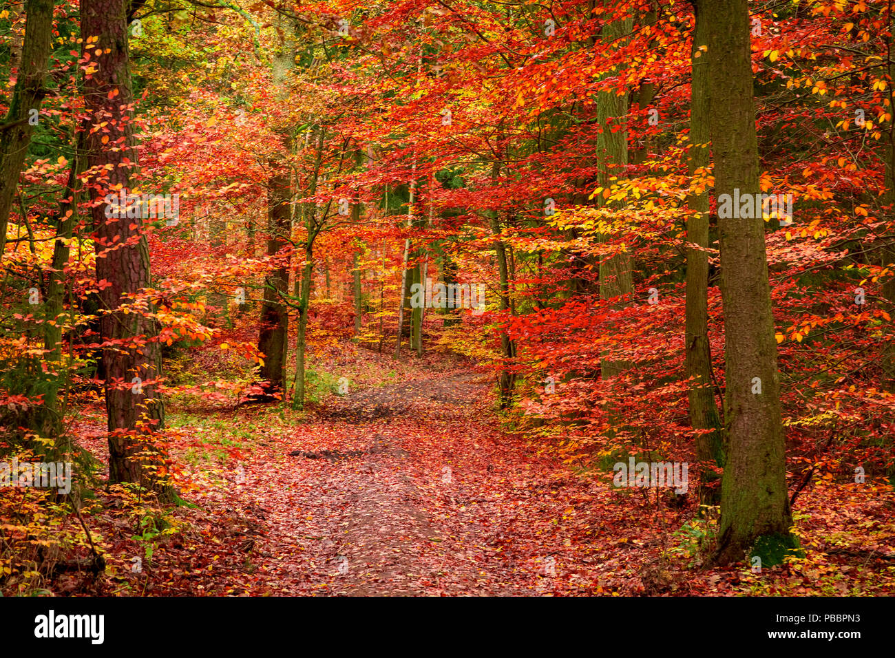 Red forest in the autumn in Europe Stock Photo - Alamy