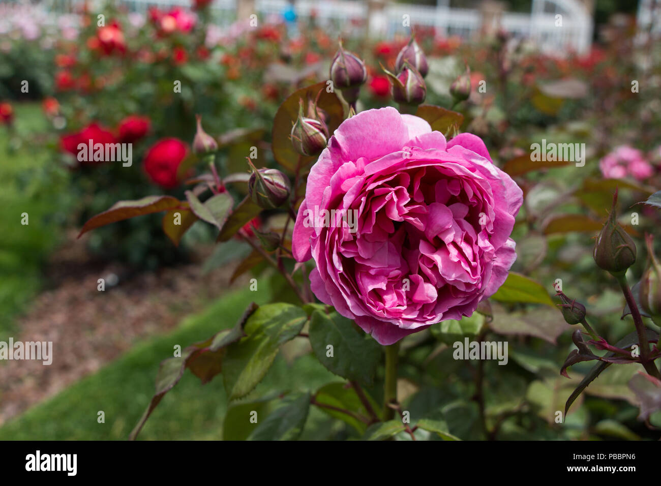 Beautiful colorful Rose Flower on garden background Stock Photo - Alamy