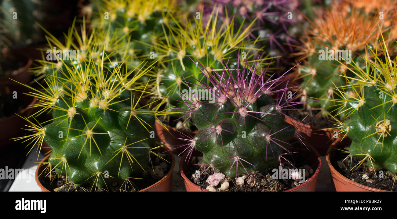 Little colorful cactus plant in a small pot Stock Photo - Alamy