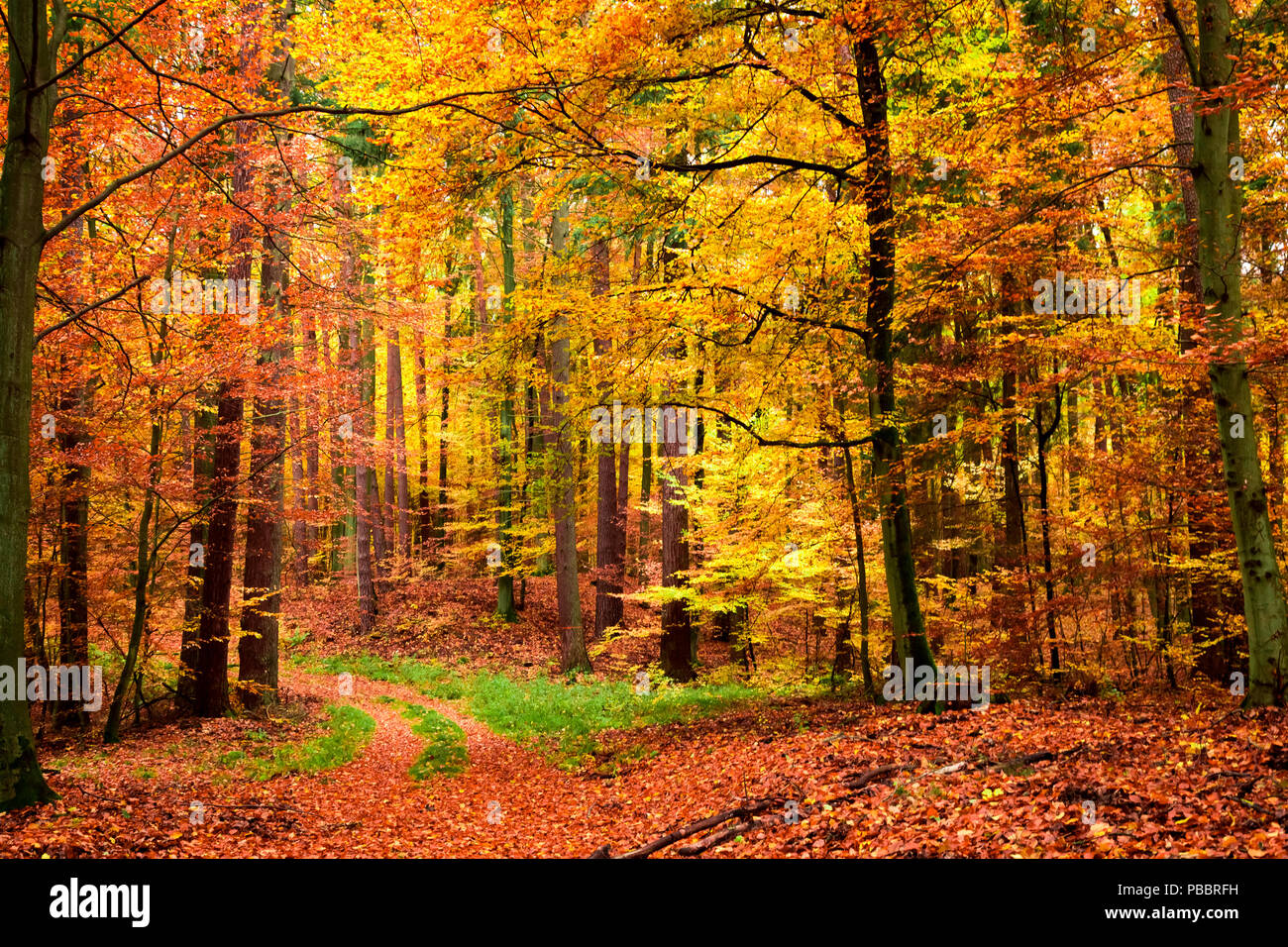 Yellow and green leafy path in the forest, Poland Stock Photo - Alamy
