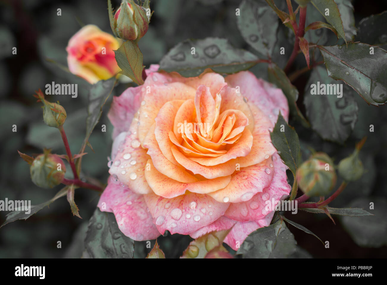 Beautiful colorful Rose Flower on garden background Stock Photo - Alamy