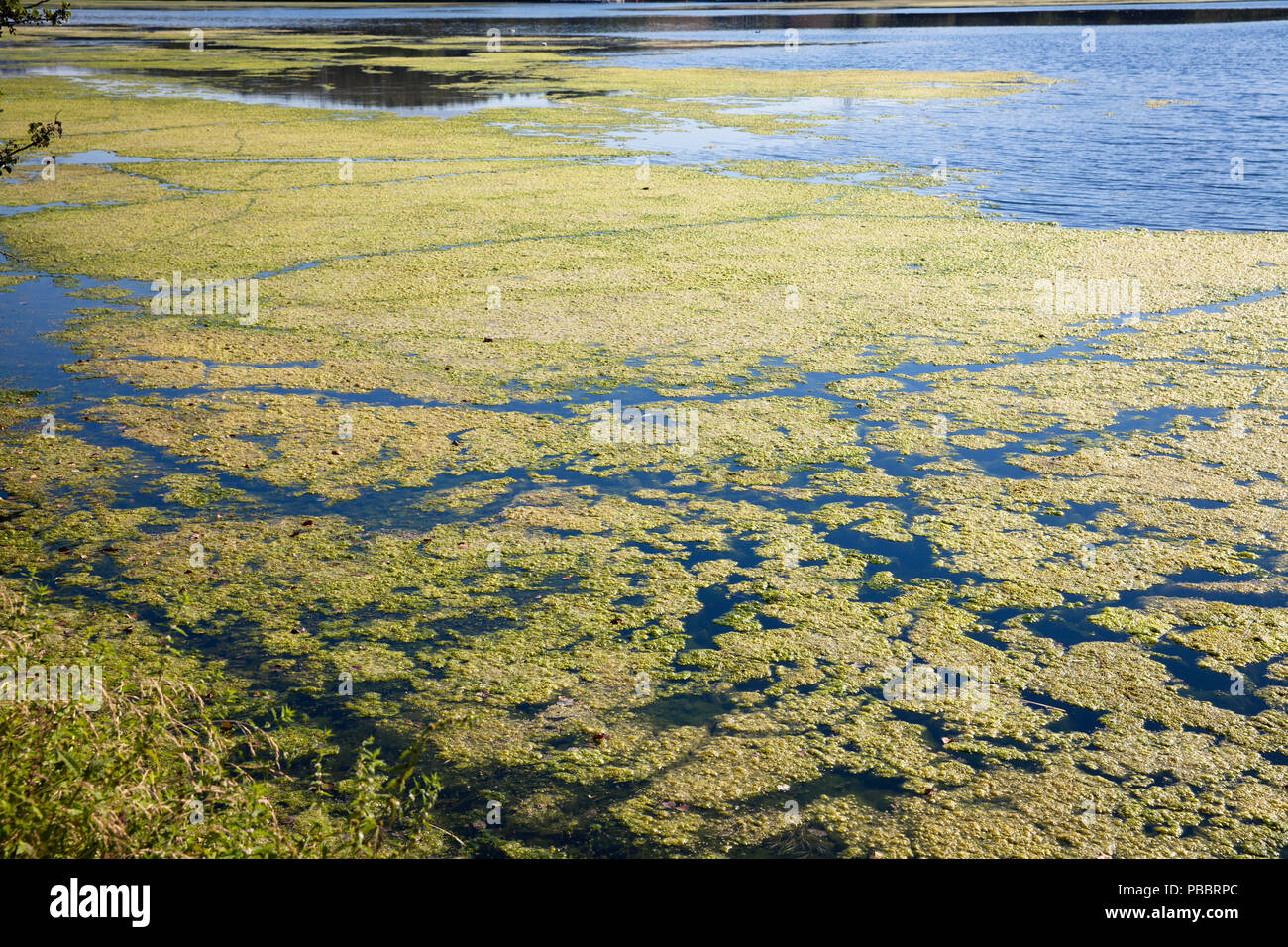 Elodea canadensis hi-res stock photography and images - Alamy