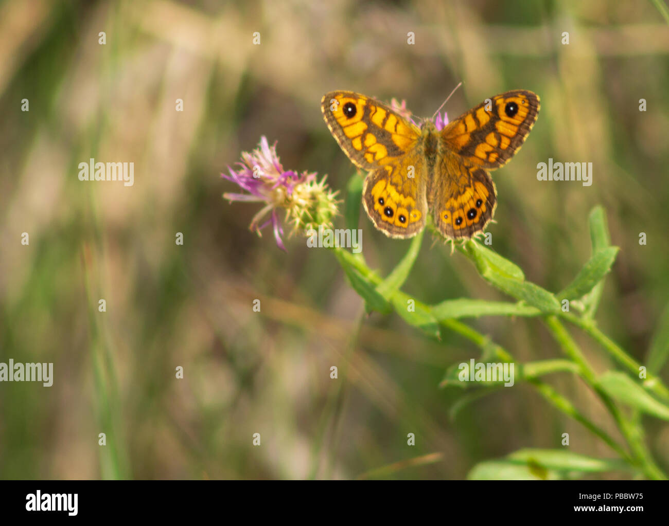 Lasiommata megera, Wall brown butterfly Stock Photo - Alamy