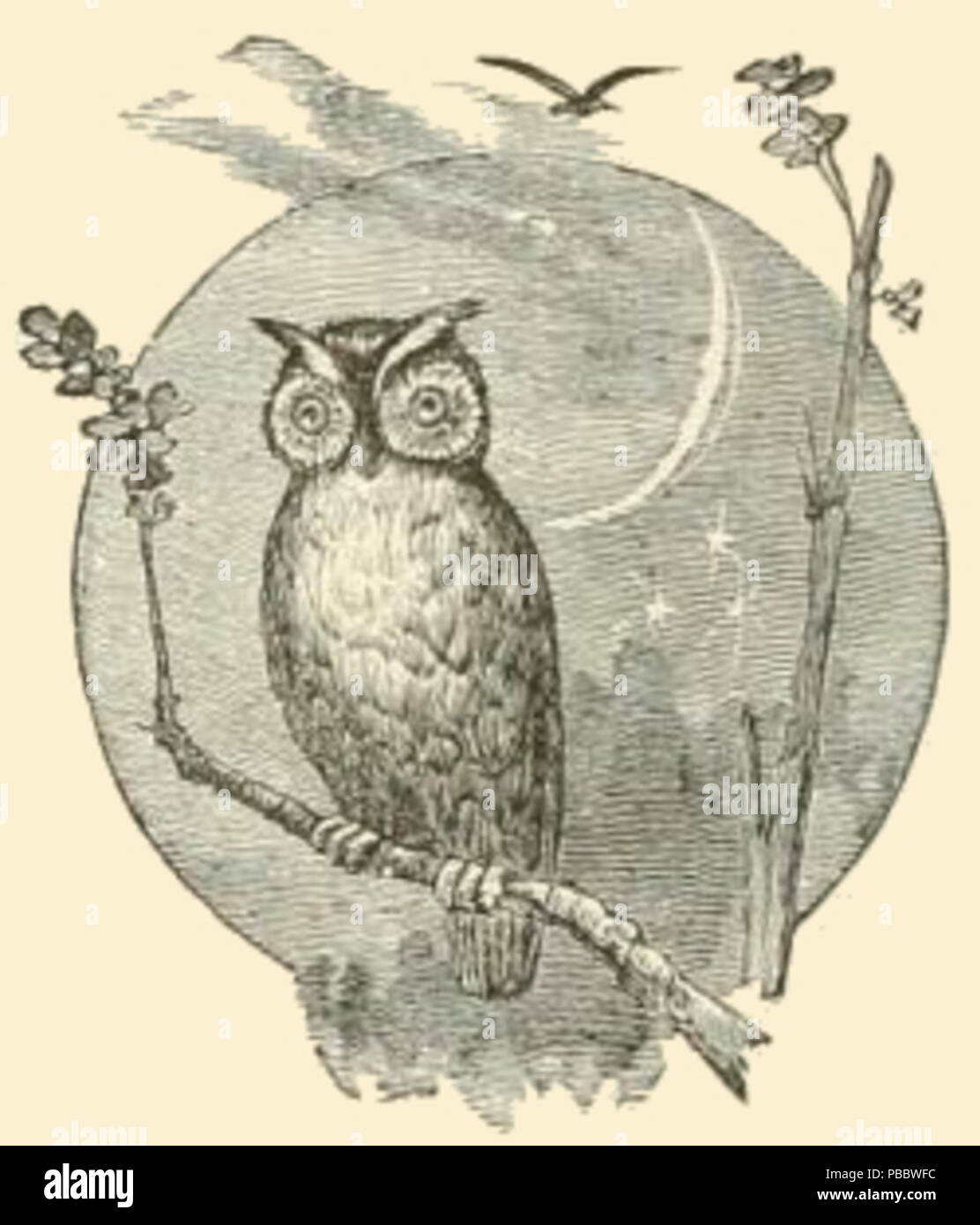 Bird by moonlight hi-res stock photography and images - Alamy